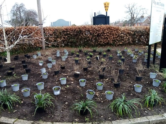 Border Planting Schemes | Landscape Services