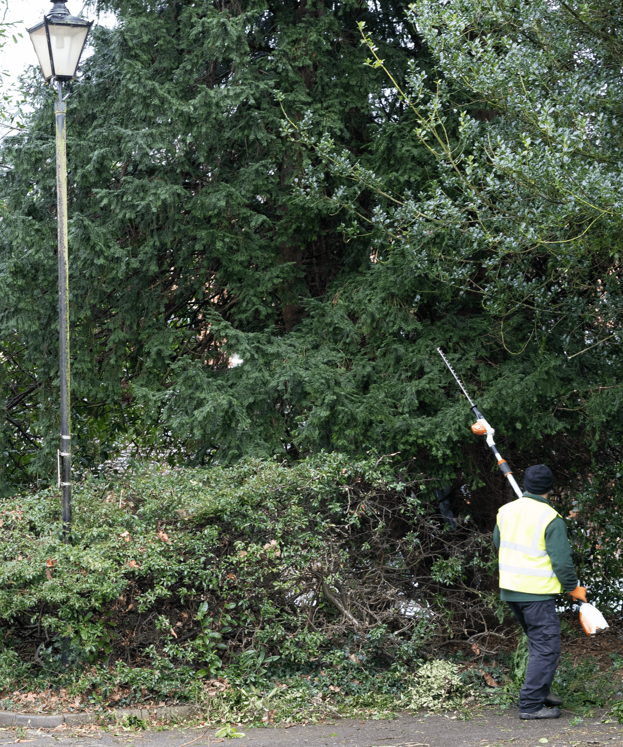 Arboricultural Services | Landscape Services