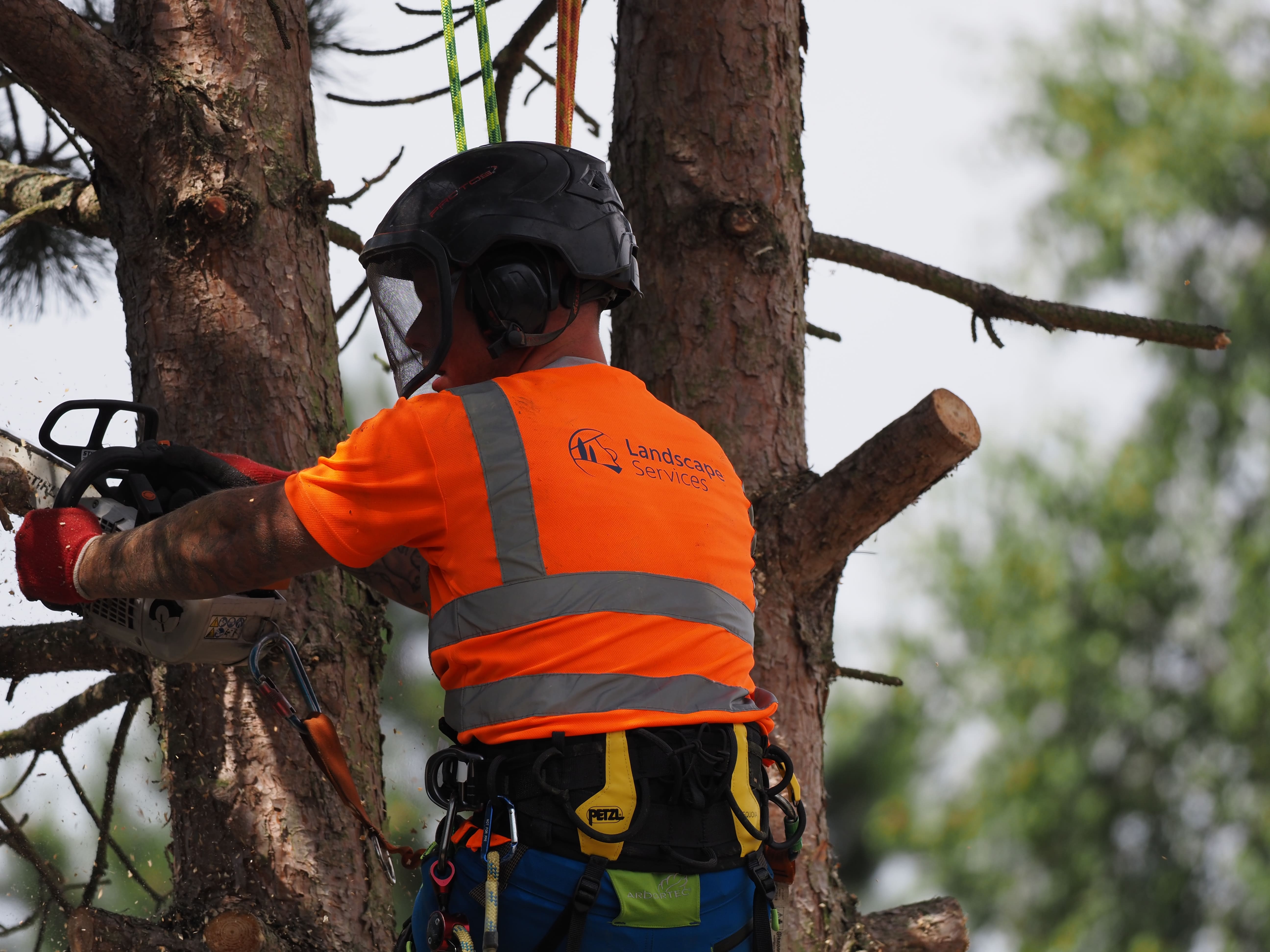 Tree Crown Lifting Service | Landscape Services