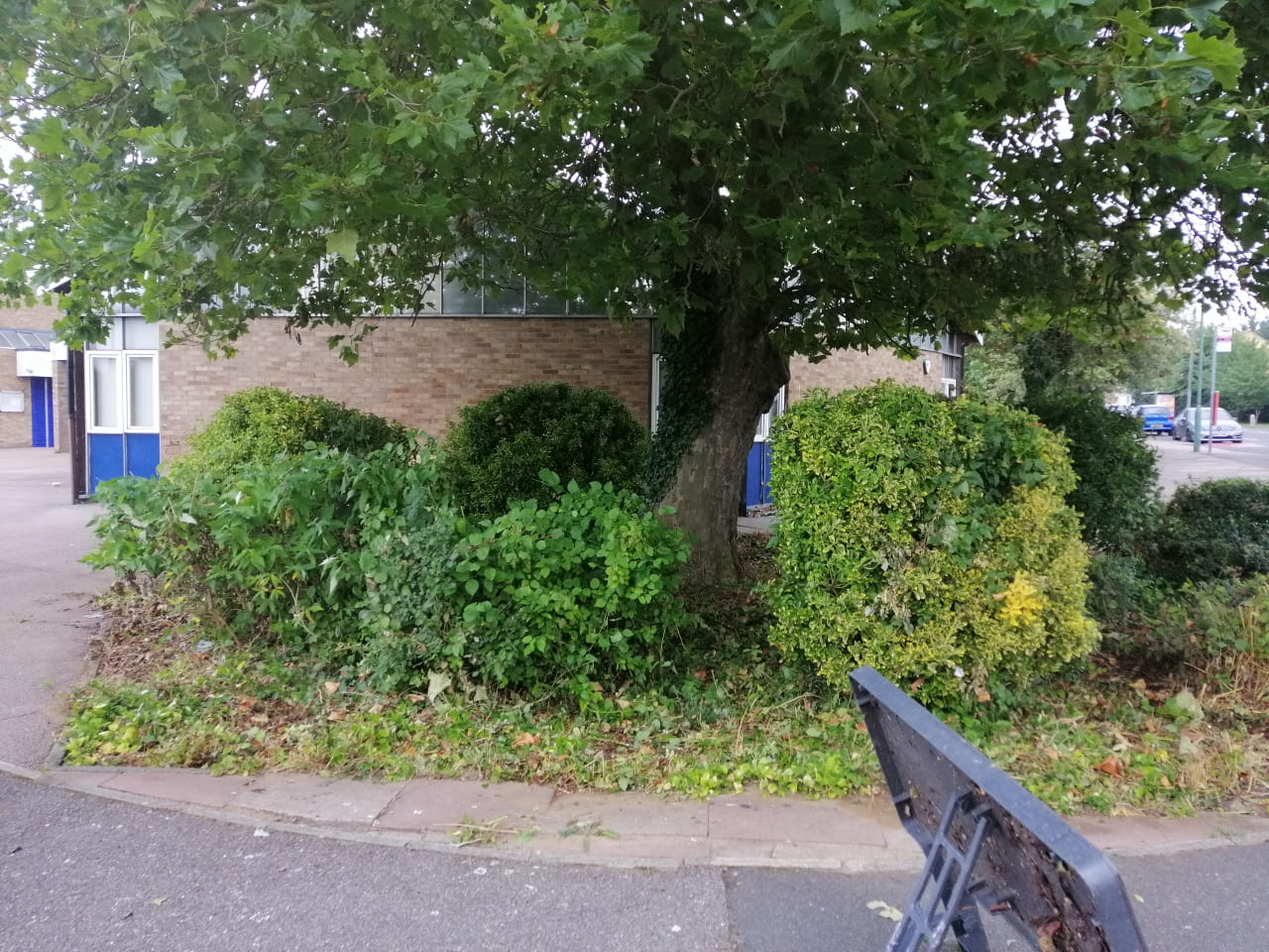 Shrubbery and Hedges Trimming Services | Landscape Services